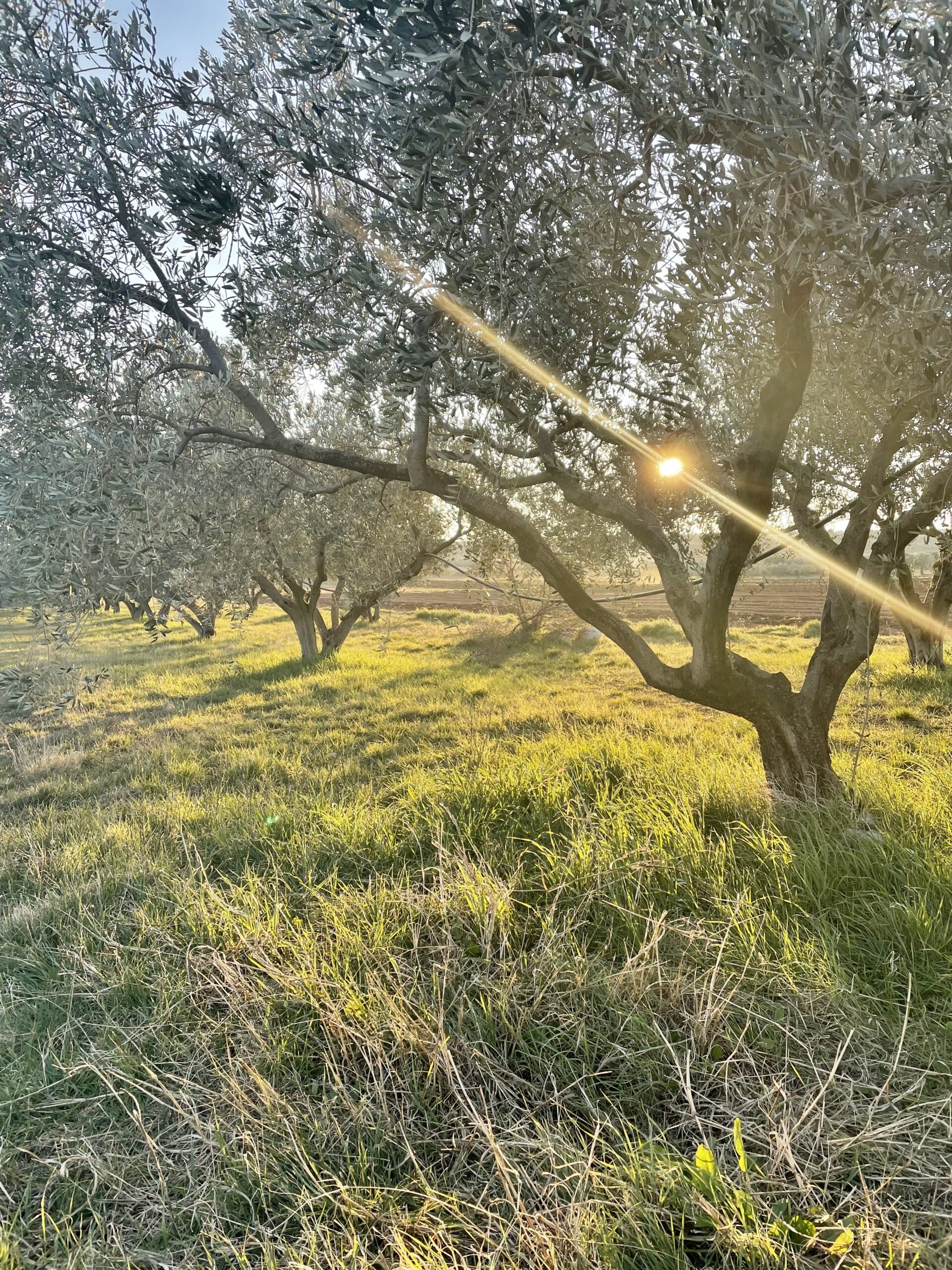 Parparot Olive Grove – Jacobs Olive