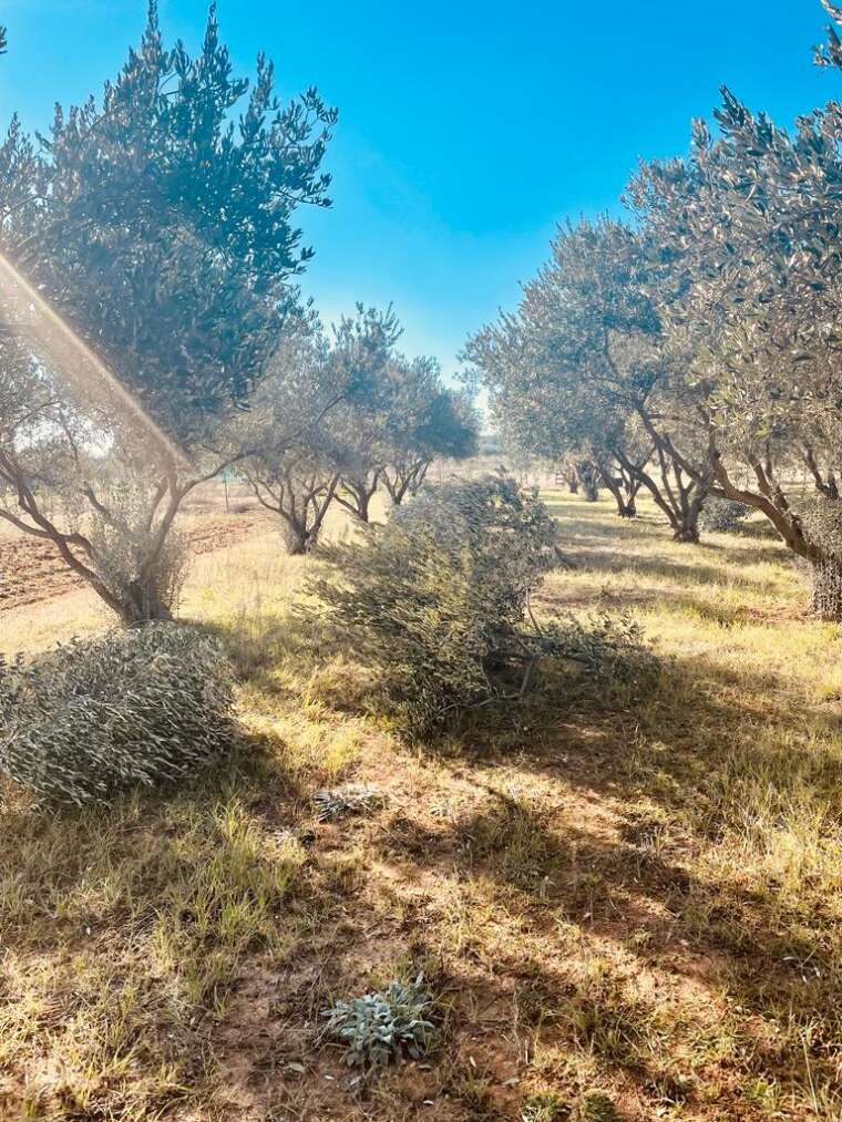 About us – Jacobs Olive