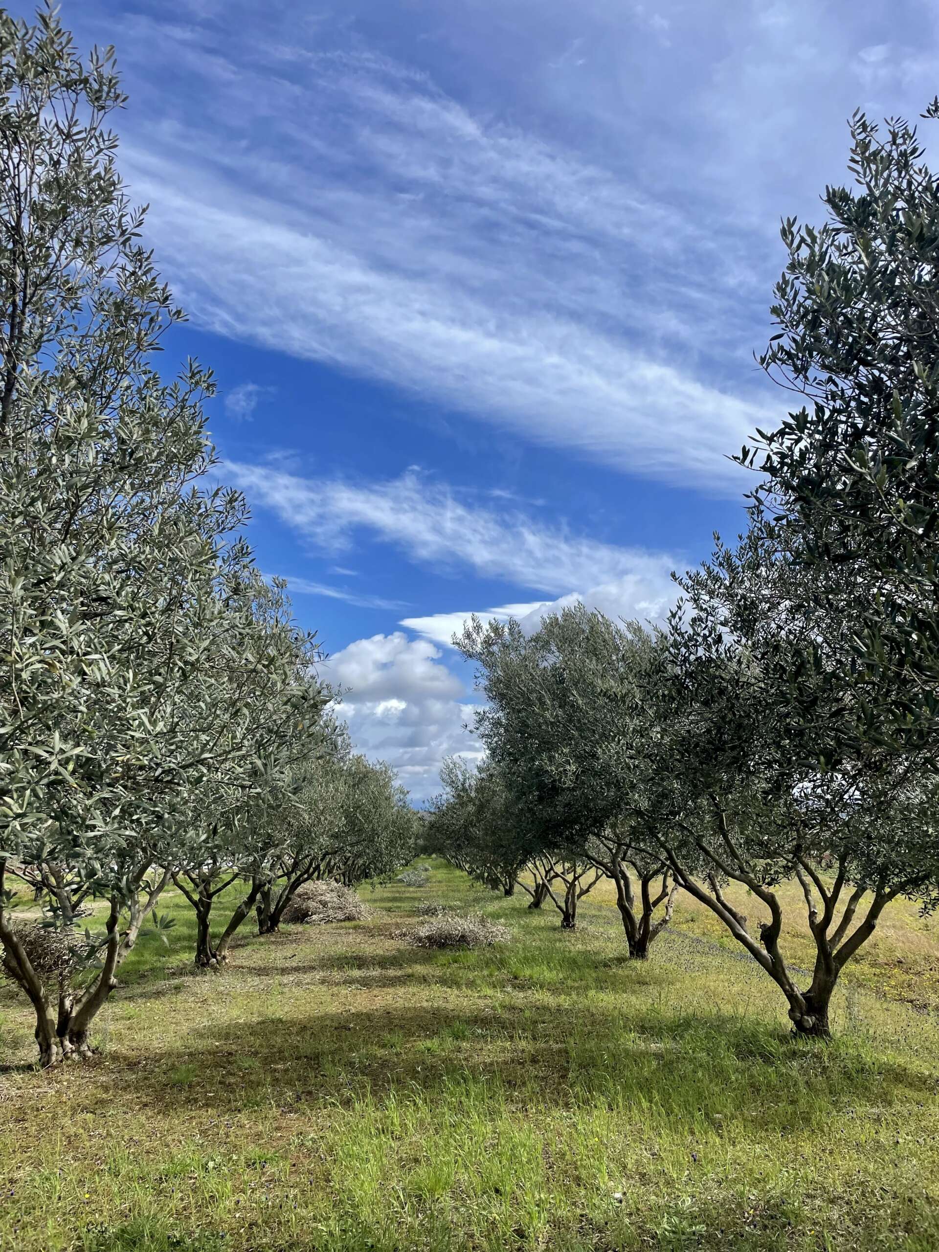 Jacobs Olive – Healthy Extra Virgin Olive Oil