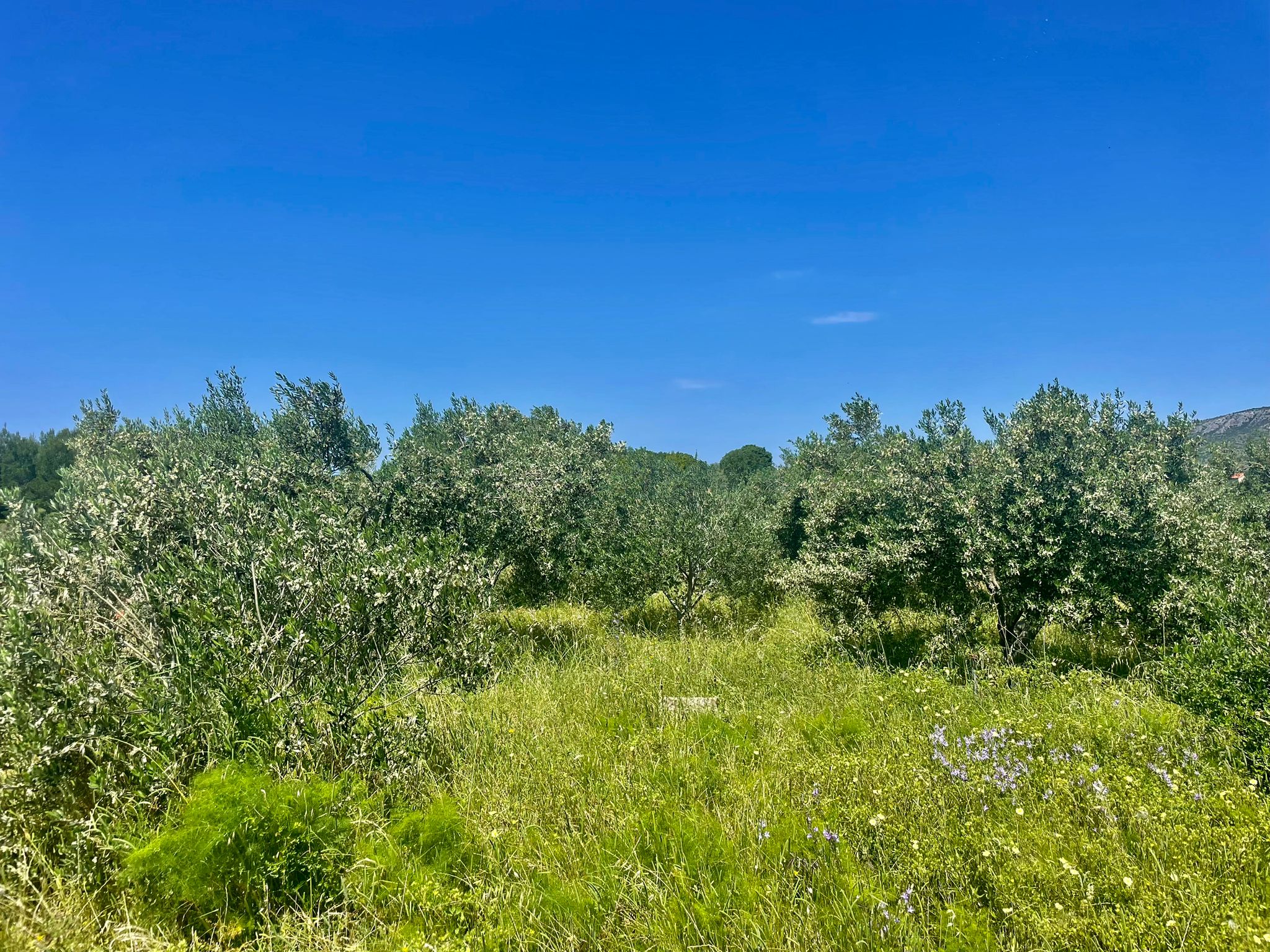 Jacobs Olive – Healthy Extra Virgin Olive Oil